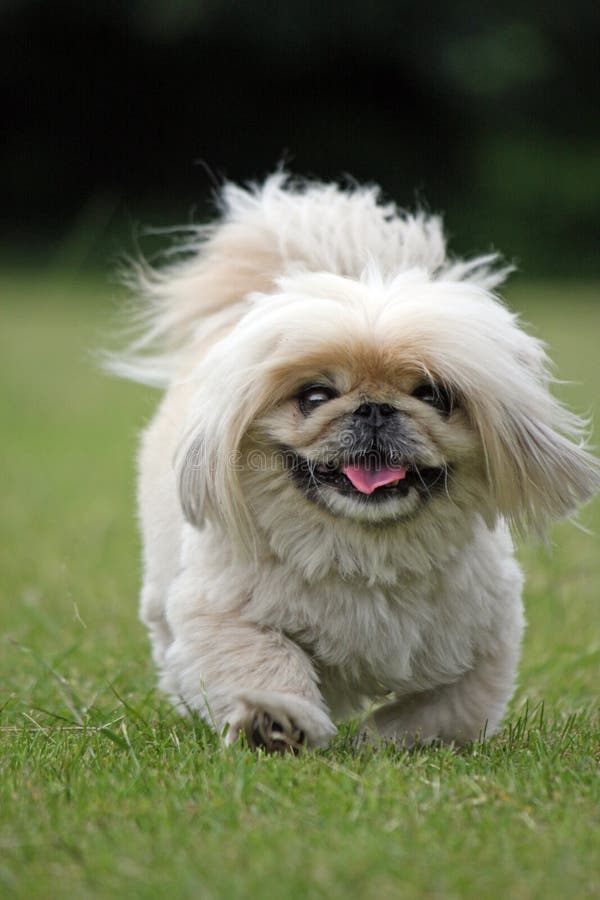 Pekinees stock afbeelding. Image of uitziend, room, kijk - 8802723