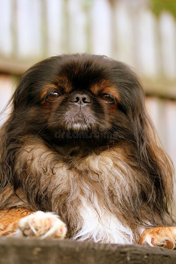 De Hond van de pekinees stock foto. Image of vriend, verwonding - 2989940