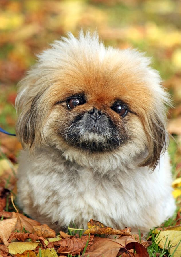 Pekinees stock afbeelding. Image of uitziend, room, kijk - 8802723