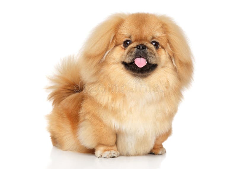 Pekinees gelukkige hond stock foto. Image of pekingese - 92552544