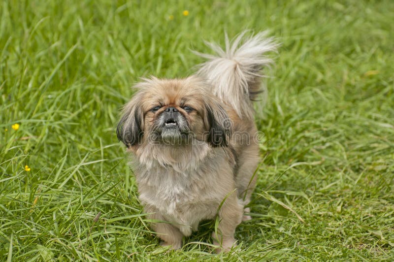 Pekinees leeuw-Hond stock foto. Image of hond, nave, park - 43082398