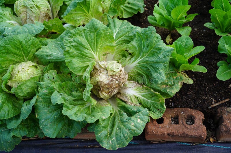 Pekinensis is Widely Consumed in Asia Stock Image - Image of cichorium ...