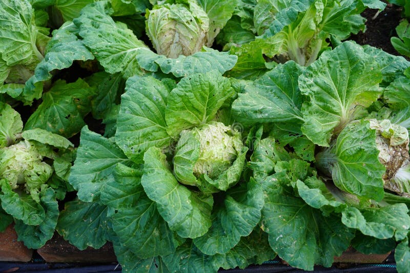 Pekinensis is Widely Consumed in Asia Stock Image - Image of blossom ...