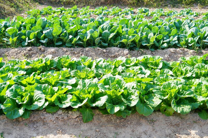 Pekinensis is Widely Consumed in Asia Stock Image - Image of food ...