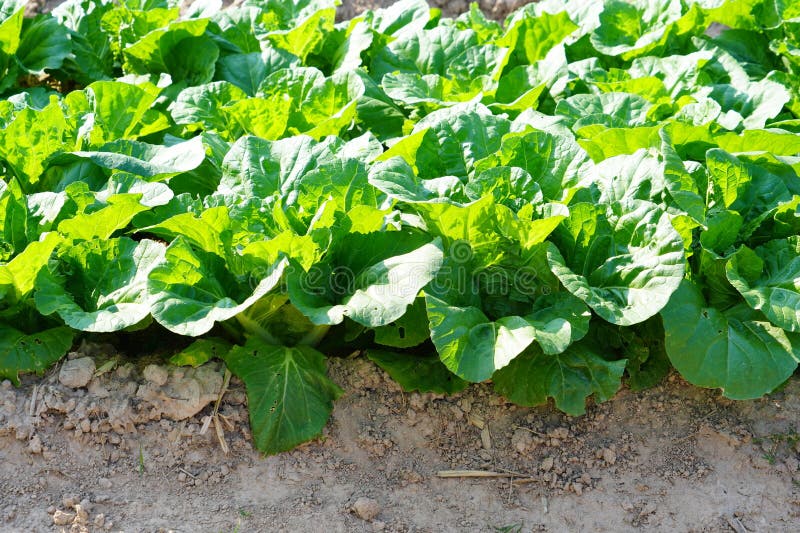 Pekinensis is Widely Consumed in Asia Stock Image - Image of vegetarian ...