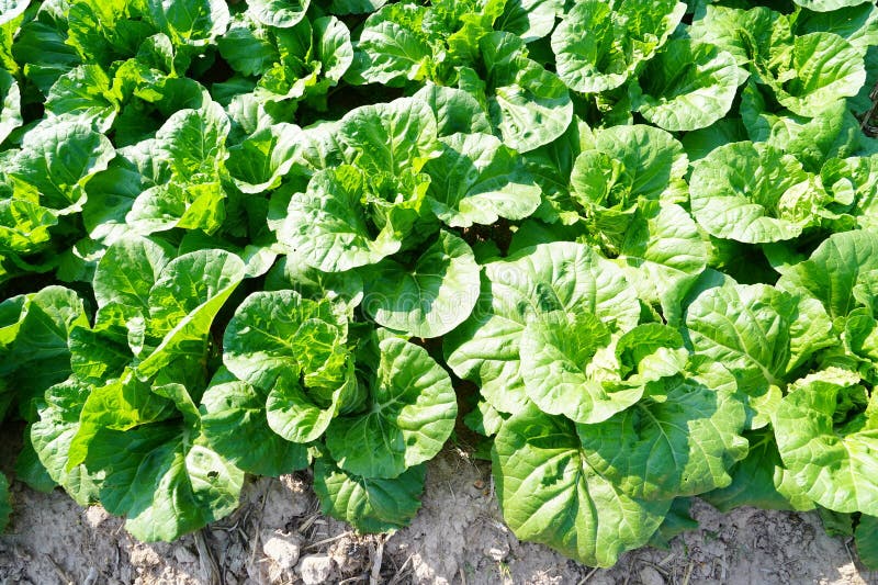 Pekinensis is Widely Consumed in Asia Stock Image - Image of vegetable ...