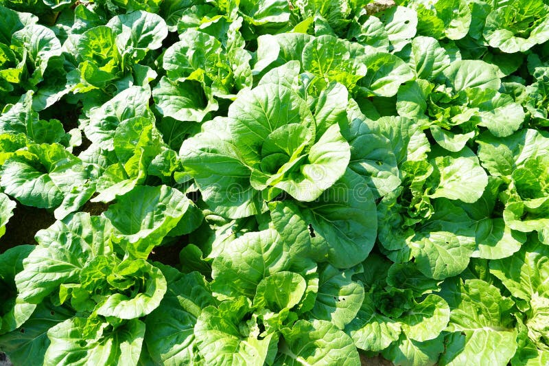 Pekinensis is Widely Consumed in Asia Stock Photo - Image of pekinensis ...