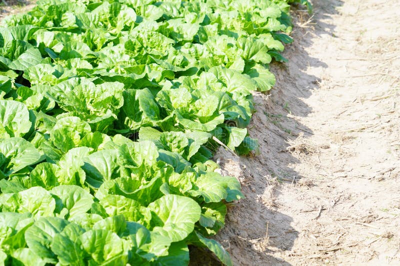 Pekinensis is Widely Consumed in Asia Stock Photo - Image of closeup ...
