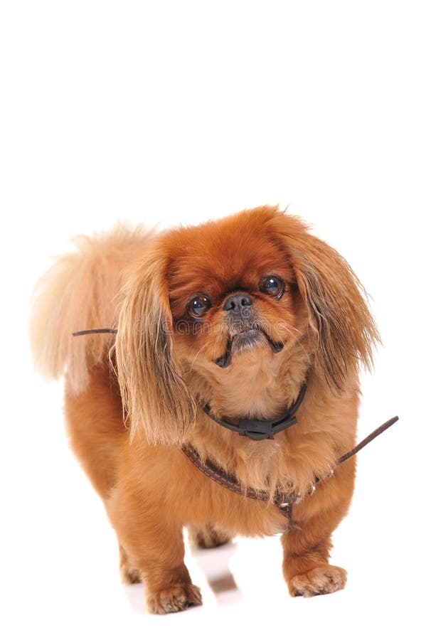Pekinese dog stock image. Image of pekingese, purebred - 15830451