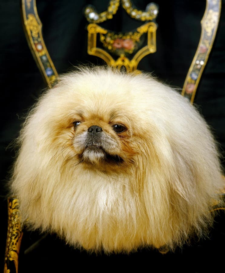 Pekinese Dog stock photo. Image of purebred, canis, shot - 196841034