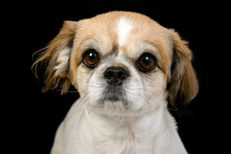 Pekinese dog stock image. Image of staring, pekingese - 6925271
