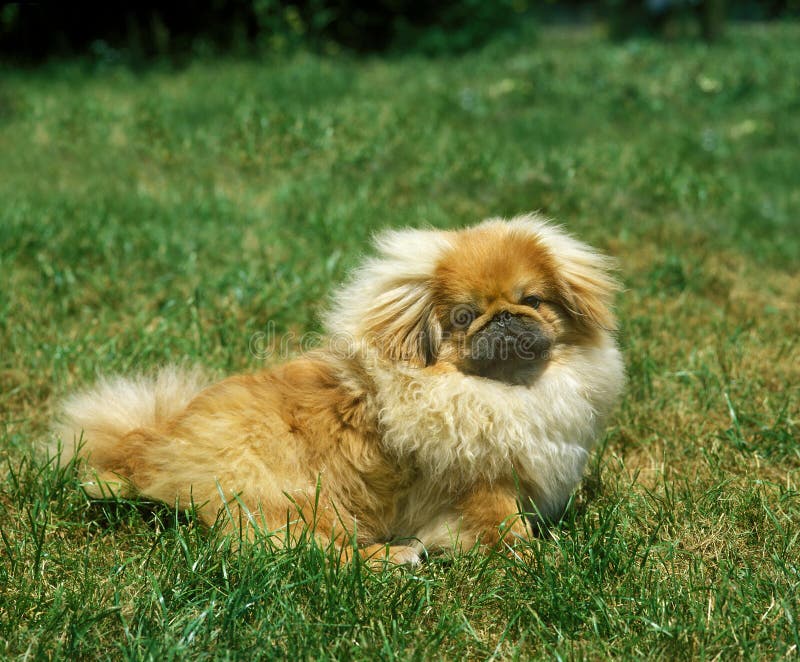 Pekinese Dog Laying on Grass Stock Image - Image of animal, canine ...