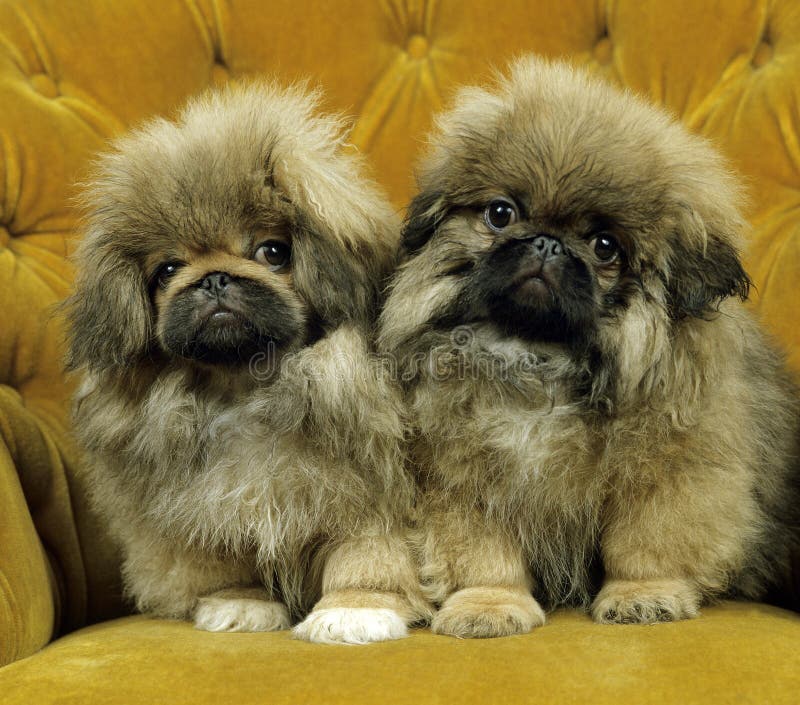 Pekinese Dog, Puppies stock photo. Image of puppy, spaniel - 197569070