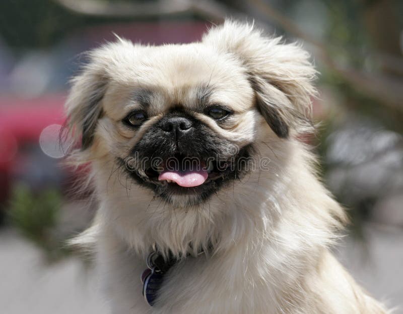Pekinese Dog Smiling Portrait Stock Image - Image of animal, portrait ...