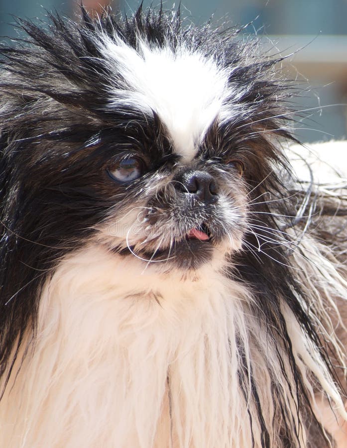 Pekinese Smile Stock Photos - Free & Royalty-Free Stock Photos from ...