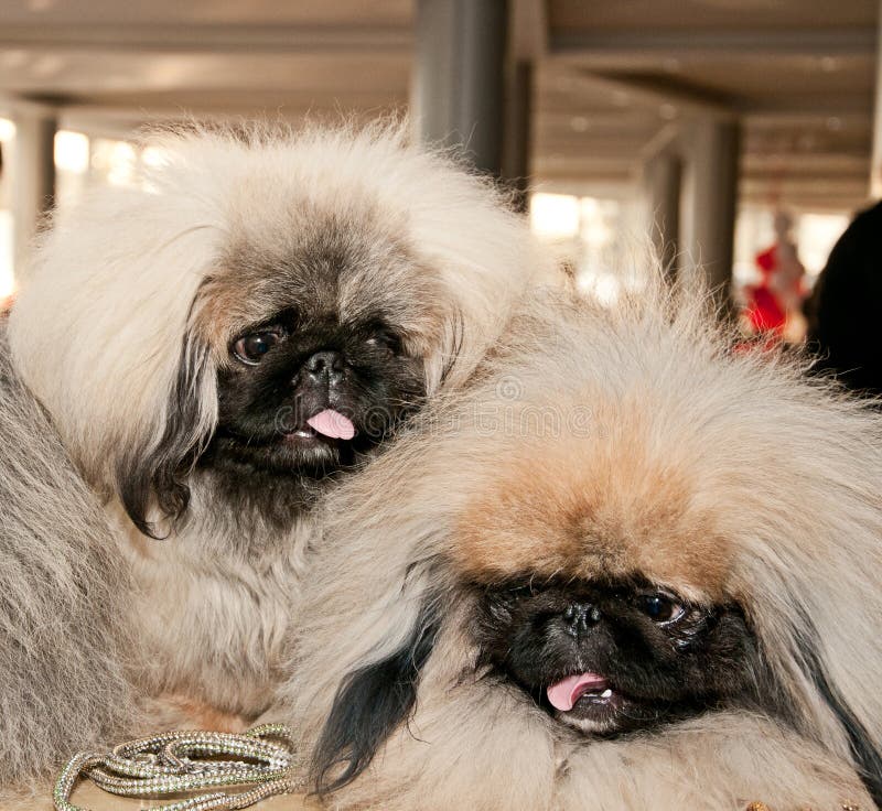 Pekinesehund stockfoto. Bild von pekinesehund - 39605046