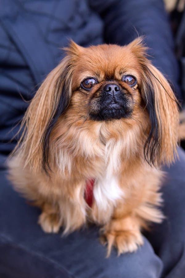 Pekinesen fotografering för bildbyråer. Bild av gyckel - 113032729