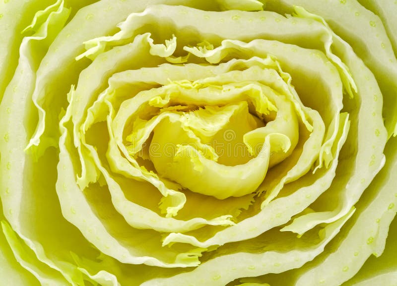 Peking Cabbage, Cut, Inner Part Close-up, Full Depth of Field Stock ...