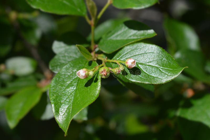 Peking cotoneaster stock image. Image of close, leaf - 164212843