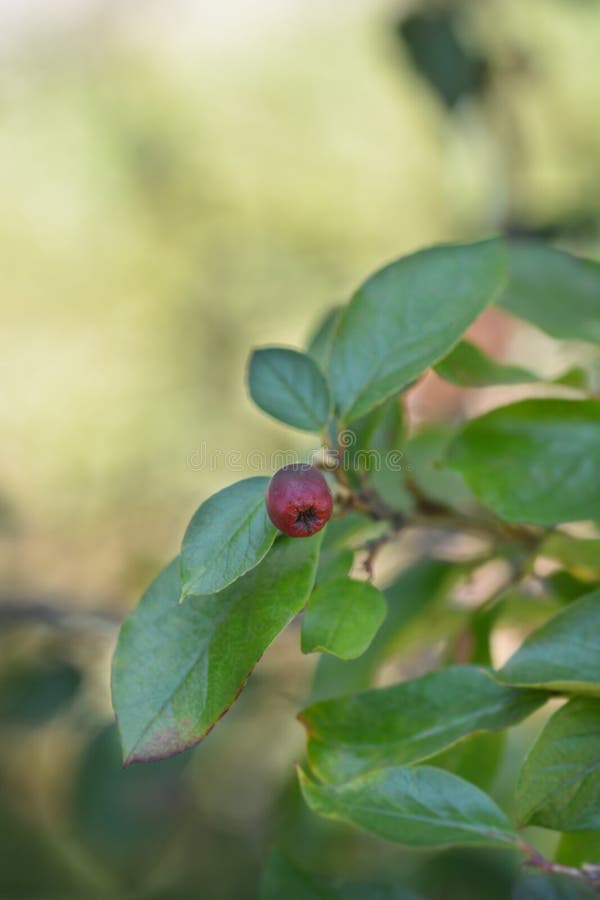 Peking cotoneaster stock image. Image of fruit, botany - 170816531