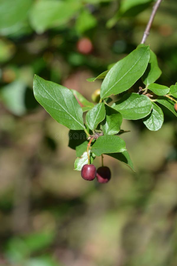 Peking cotoneaster stock image. Image of plant, outdoors - 171006797