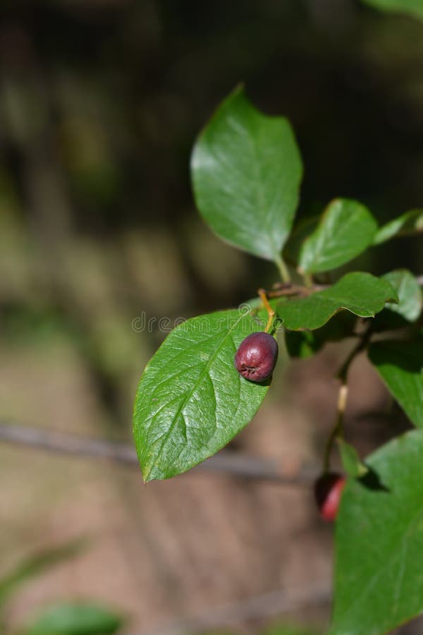 Peking cotoneaster stock image. Image of nature, outdoors - 171299505