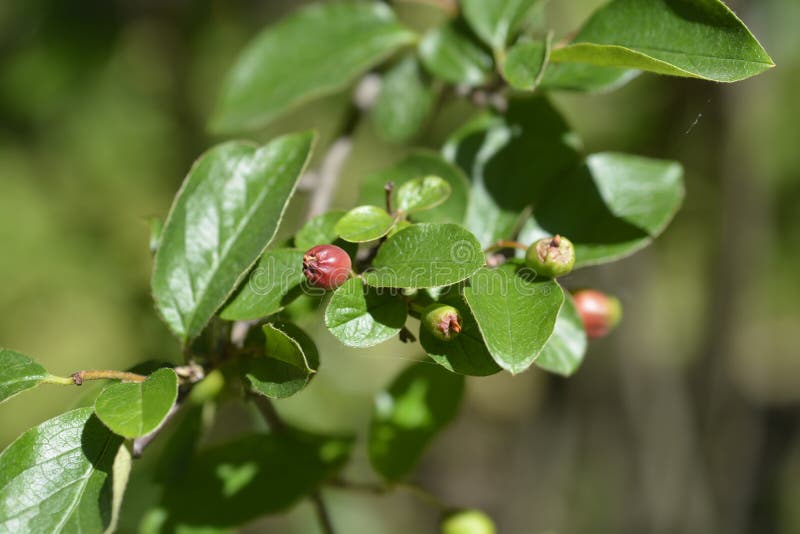 Peking cotoneaster stock image. Image of evergreen, leaf - 209112863