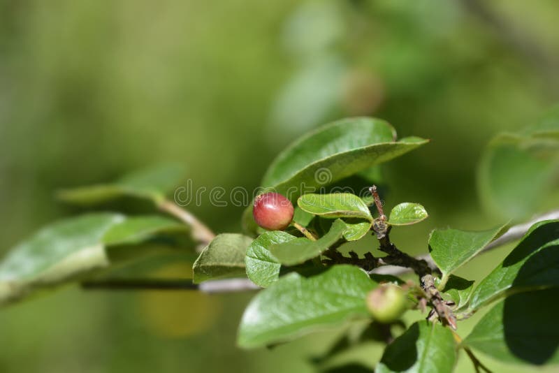 Peking cotoneaster stock photo. Image of shrub, peking - 206749164