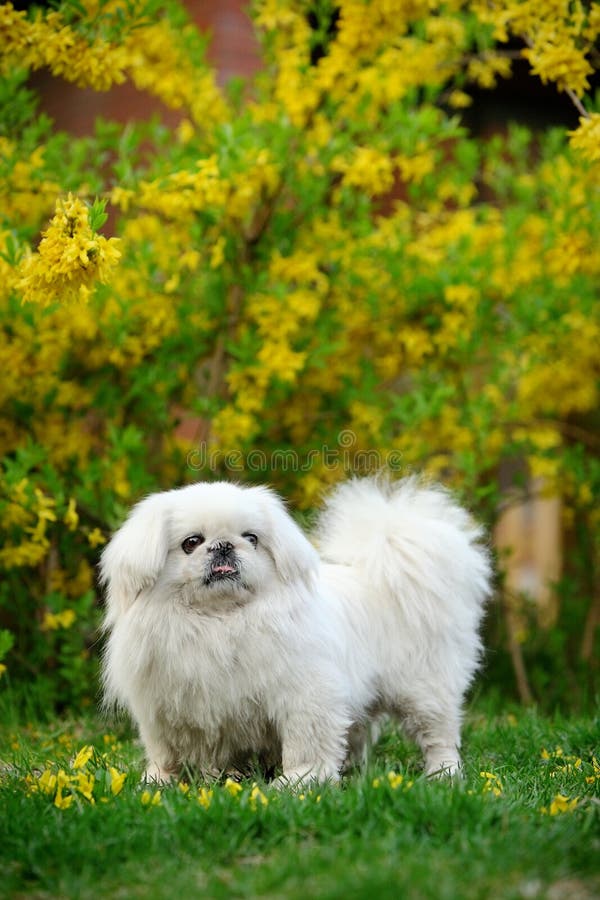 Peking dog stock photo. Image of lovely, pets, childhood - 7045768
