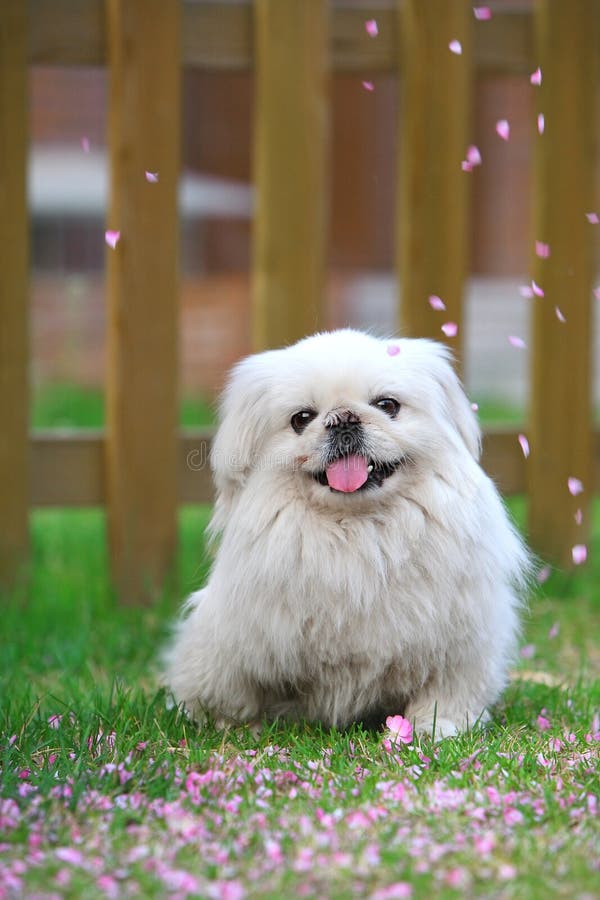 Peking dog stock image. Image of childhood, wait, hope - 7045783