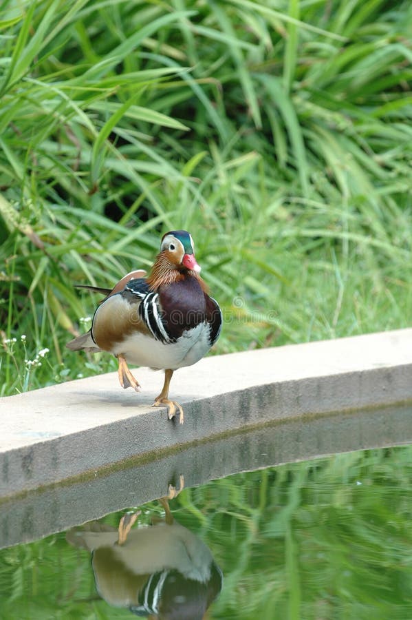 The peking duck stock photo. Image of colored, bird, wildlife - 86302086