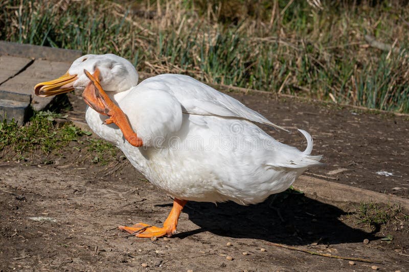 Webbed Foot of Embden Goose Stock Photo - Image of farming, foot: 218786090