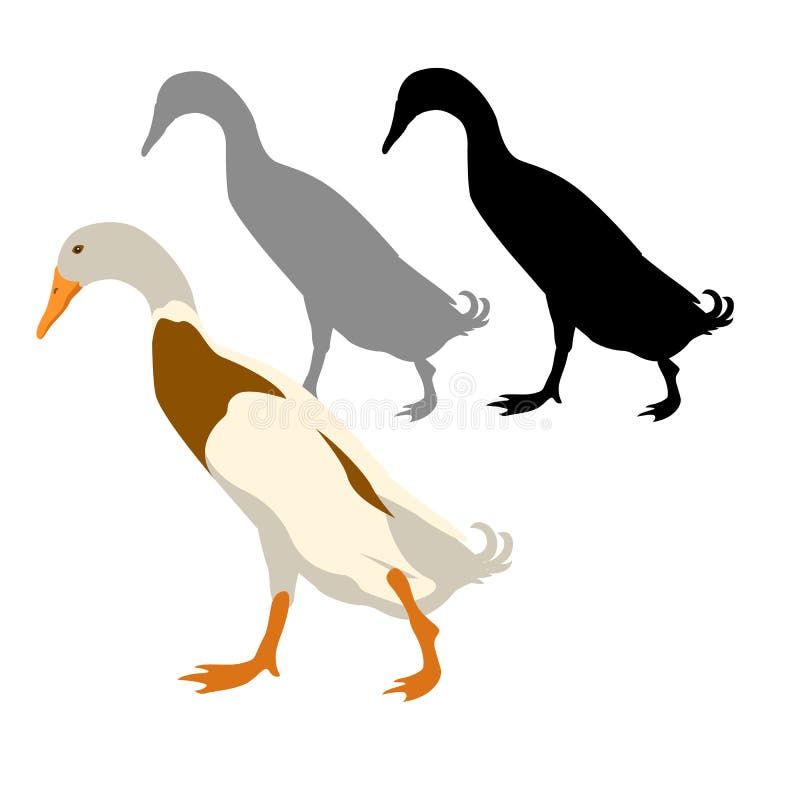 Peking Duck Isolated Vector Illustration Stock Vector - Illustration of ...