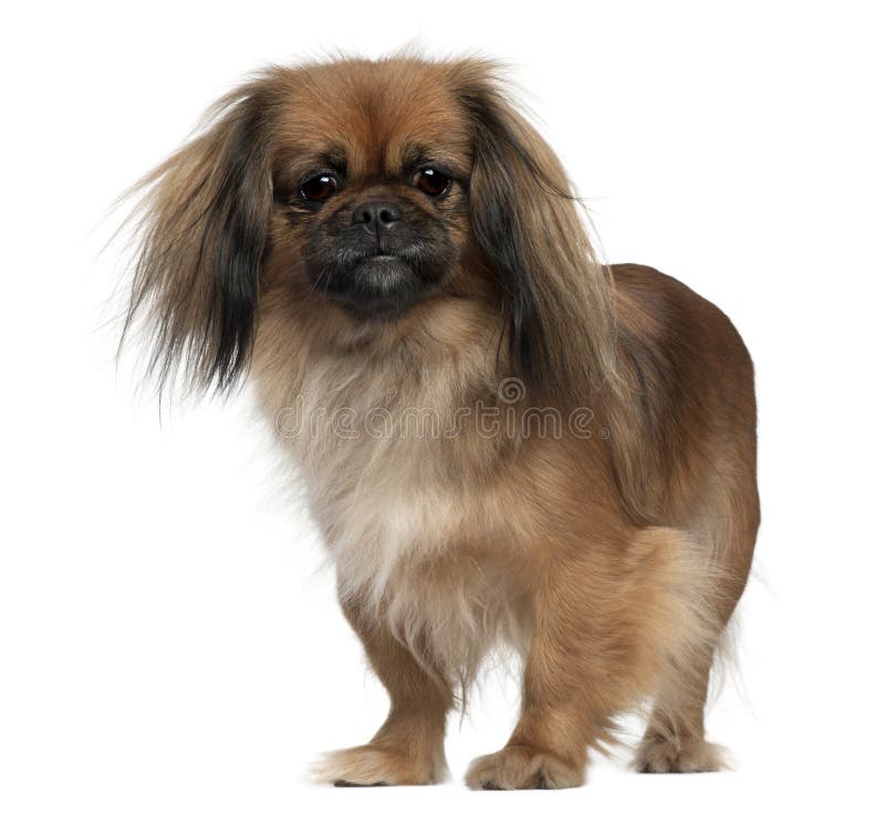 Pekingese face stock photo. Image of adult, domestic - 27203208