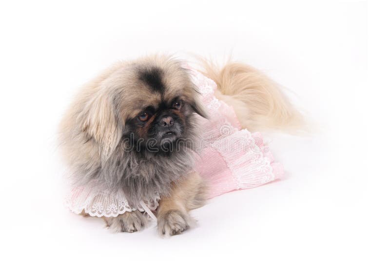 Pekingese stock photo. Image of canine, soft, ears, sweet - 5257090