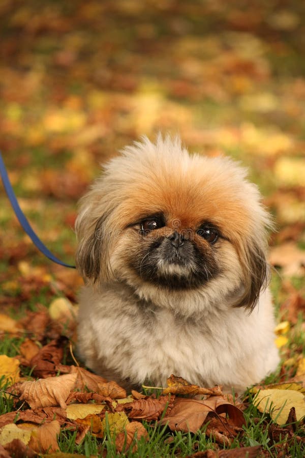 Pekingese dog stock photo. Image of hair, purebred, pets - 11158588