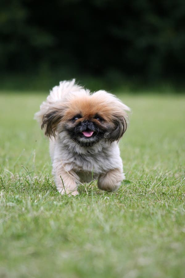 Pekingese dog stock image. Image of mammal, breed, small - 230881
