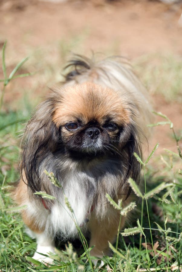 Pekingese stock image. Image of pekines, purebred, pedigree - 6852745