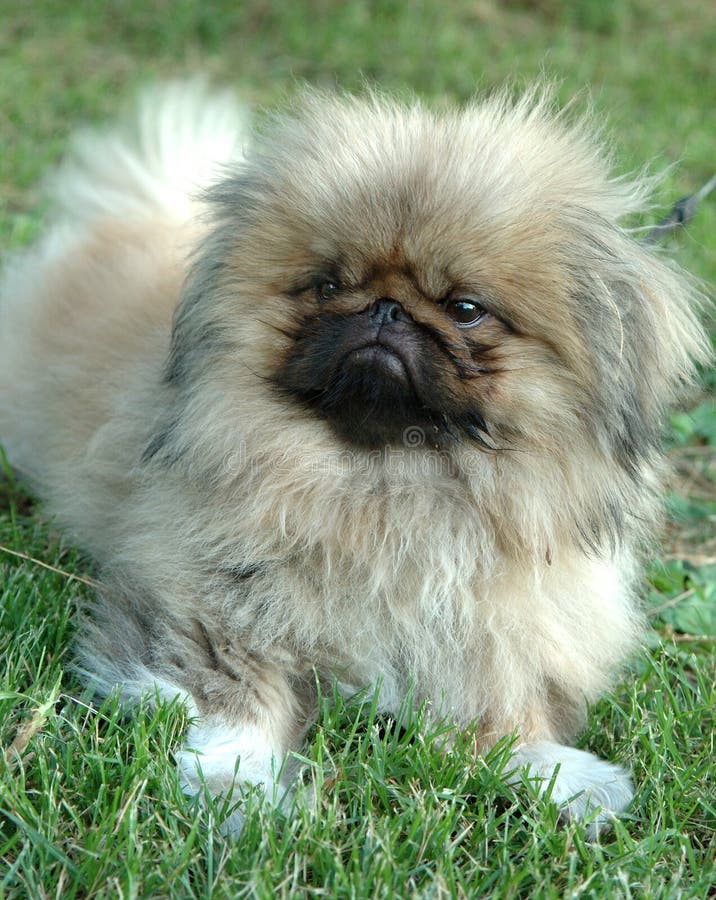 Pekingese dog stock image. Image of mammal, breed, small - 230881