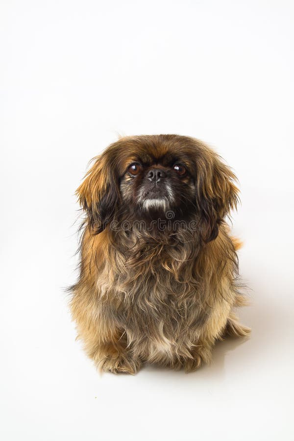 3,768 Pekingese Dog Stock Photos - Free & Royalty-Free Stock Photos ...