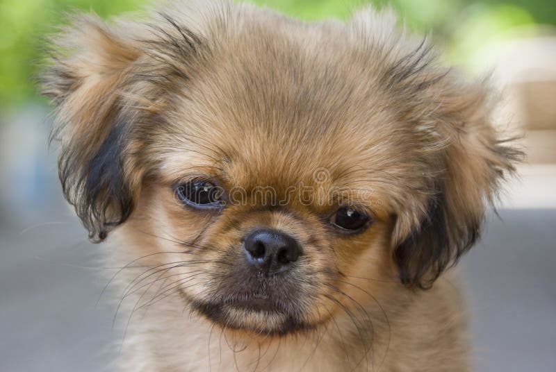 Pekingese dog stock photo. Image of mouth, macro, animals - 25976384