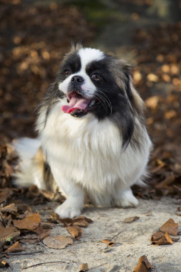 Pekingese dog stock photo. Image of brown, companion - 35111808