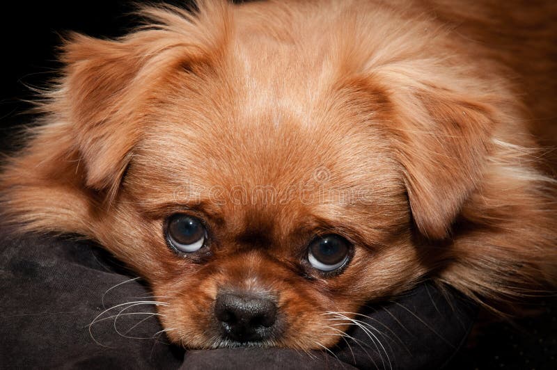 Pekingese face stock photo. Image of adult, domestic - 27203208