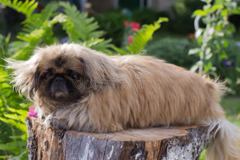 Pekingese dog stock photo. Image of fluffy, beauty, head - 41578400