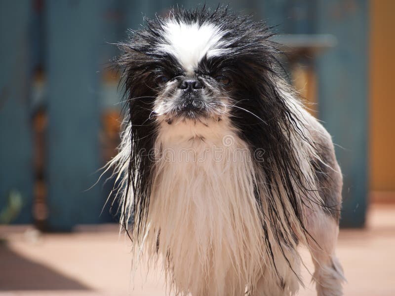 Fat Pekingese Stock Photos - Free & Royalty-Free Stock Photos from ...