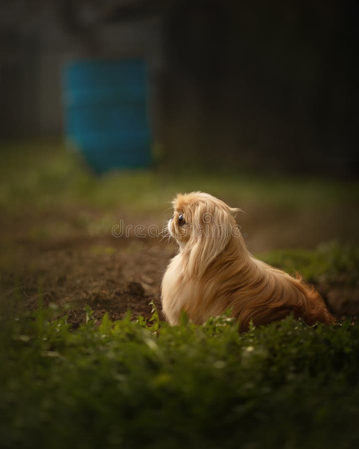 Pekingese dog on nature stock image. Image of foliage - 62014835