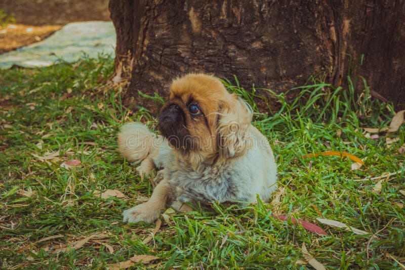 Pekingese Dog Resting on a Grass Under a Tree Outdoor Stock Photo ...