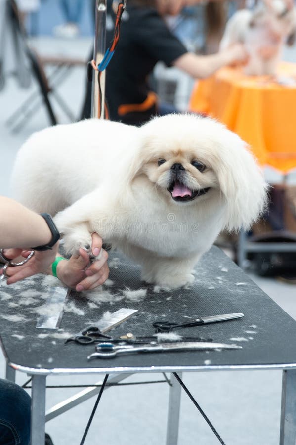 Pekingese at the Dog Show, Grooming on the Table Stock Image - Image of ...