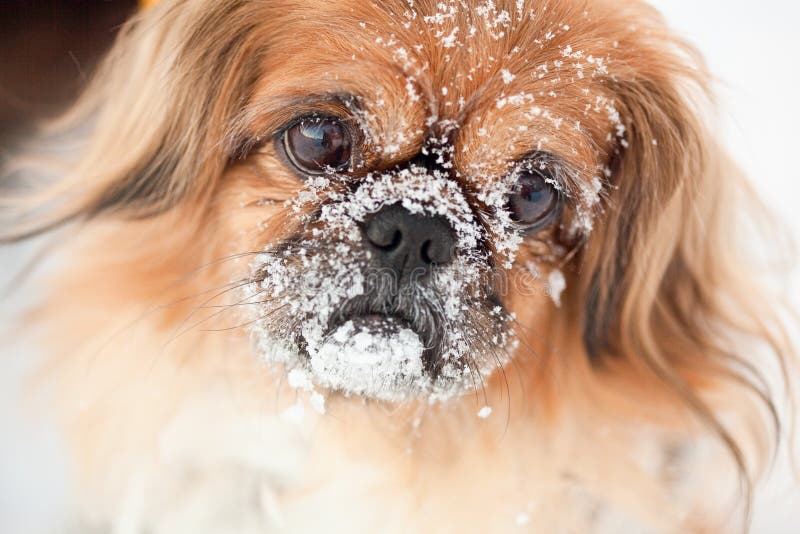 Pekingese face stock photo. Image of adult, domestic - 27203208