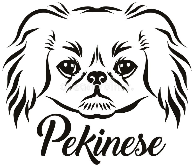 Pekingese head german name stock vector. Illustration of expression ...